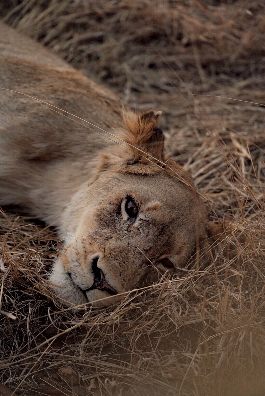 Safari Safety and Rules